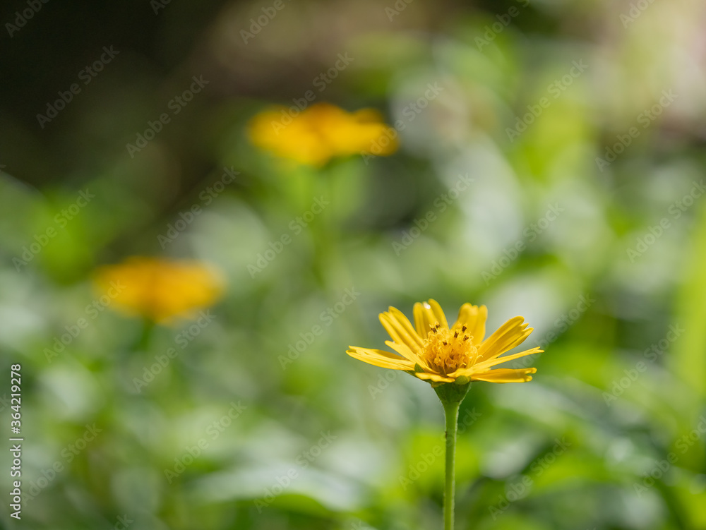 Wedelia trilobata ,Sphagneticola trilobata (Creeping daisy, Trailing ...