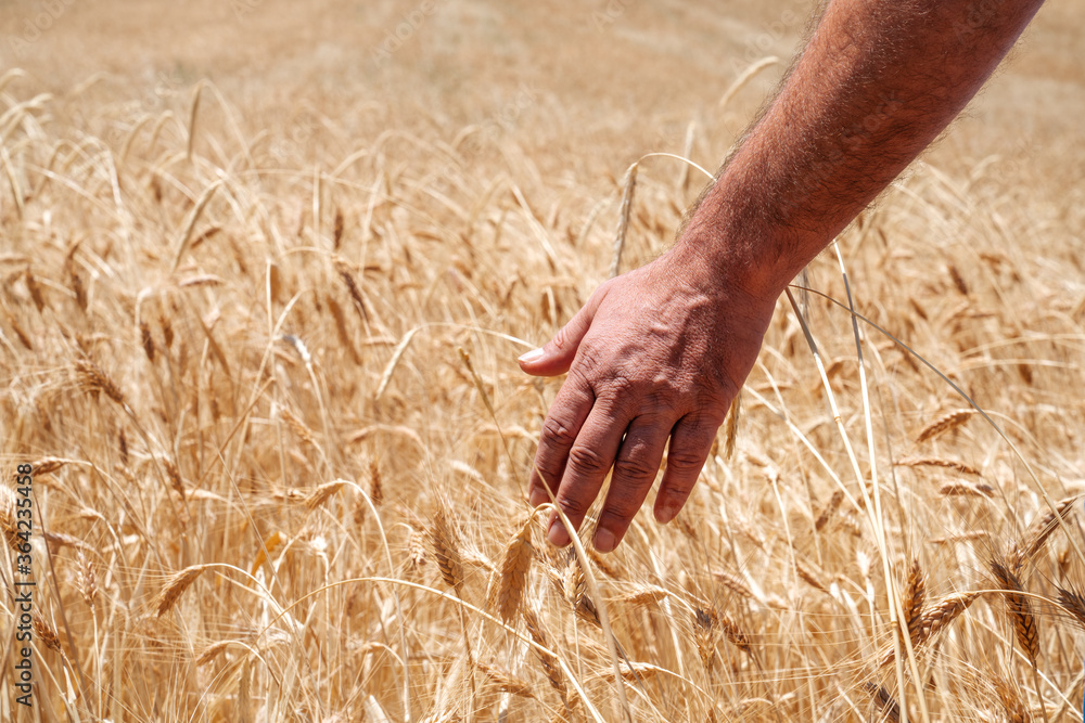 Farmers hand in a weath field control the plants for harvesting ...