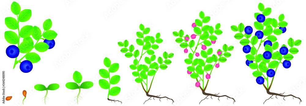 Cycle of growth of a blueberry plant on a white background. Stock ...