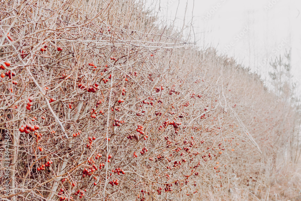 Excellent fence of fast-growing thorny hawthorn bushes. An impregnable ...
