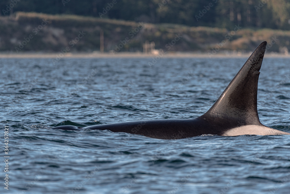 Killer whale dorsel fin above the surface of the Salish Sea in British ...