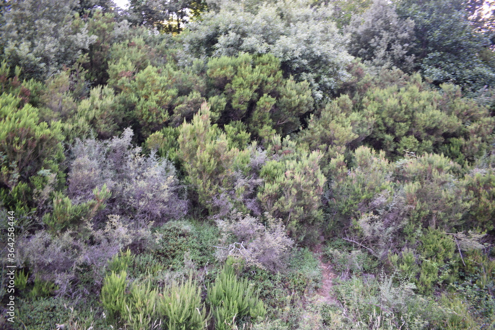 Rocky wall covered of tree heath (Erica arborea) Stock Photo | Adobe Stock
