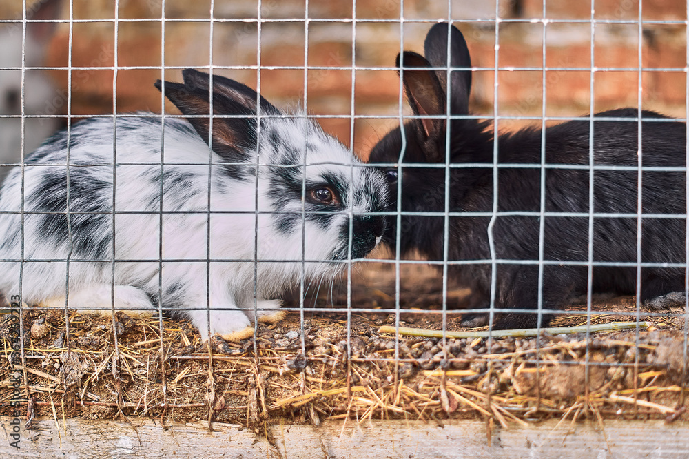 Two rabbits in a cage. Black and white rabbit are sitting on the hay ...