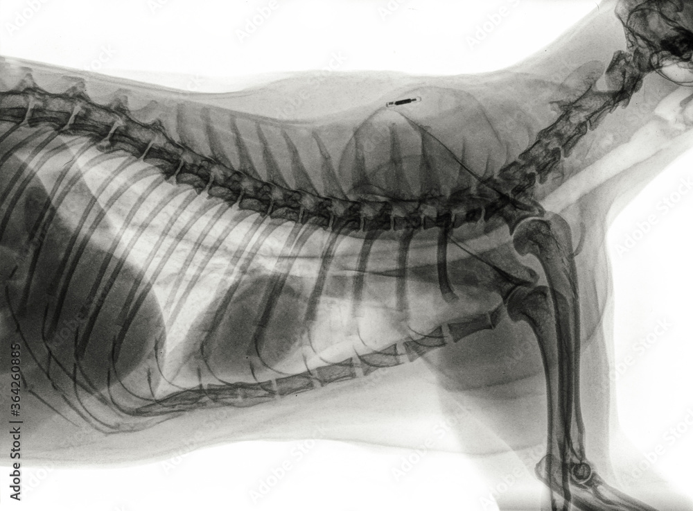 Digital x-ray of a side view of the thorax of a cat. The lungs, heart ...