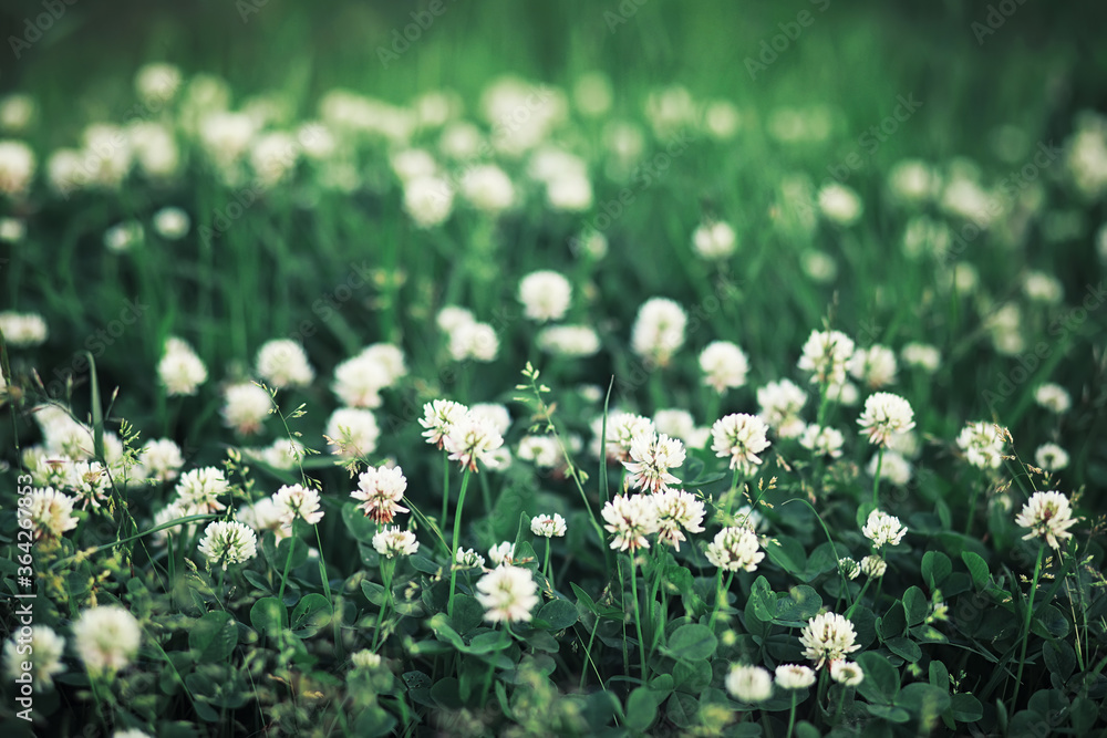 Bright spring greens at dawn in the forest. Nature comes to life in ...