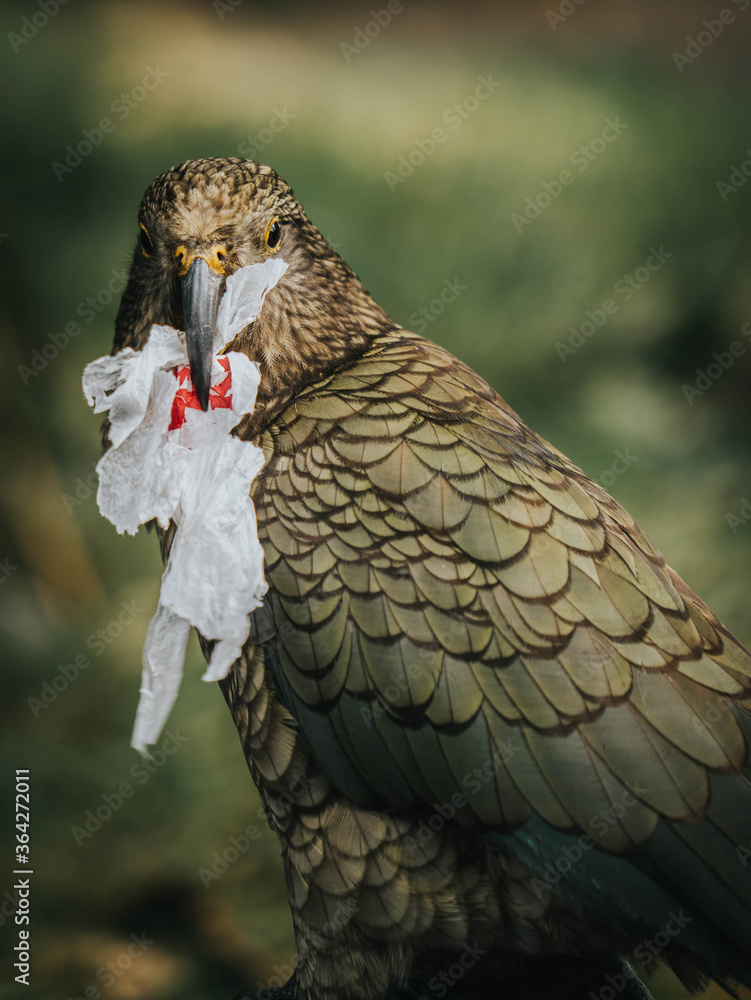 Foto de Portrait of a Kea holding human trash in its beak on the road ...