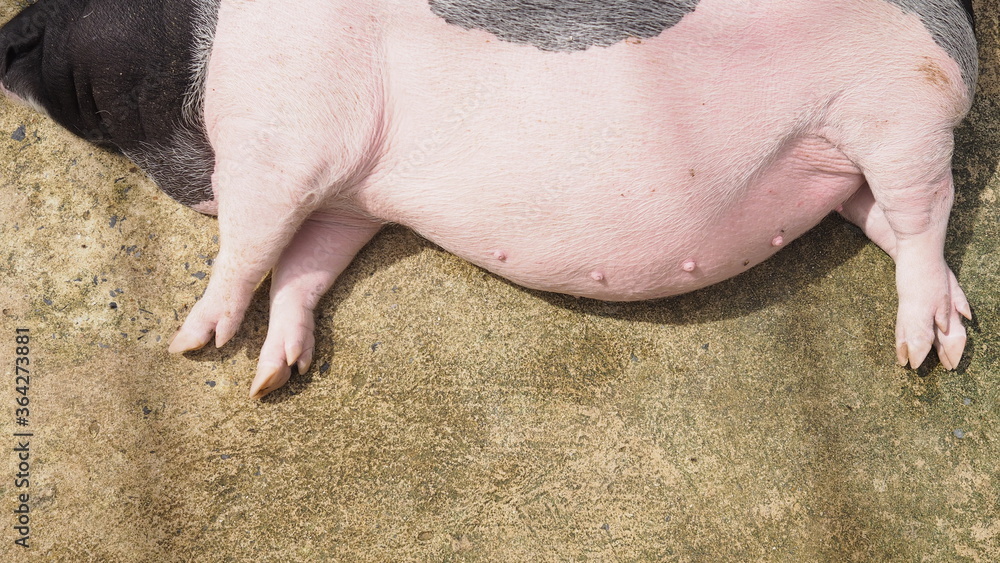 Fat mother pig swine sleeping Focus on firmly big belly and feet ...