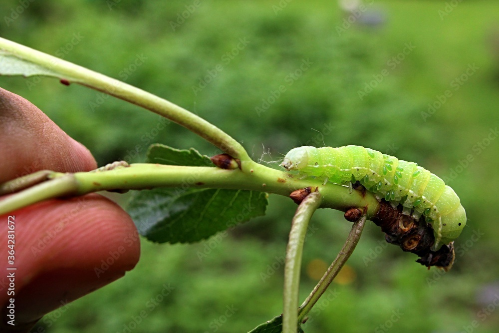 Green caterpillar of Common Quaker moth, latin name Orthosia Cerasi ...