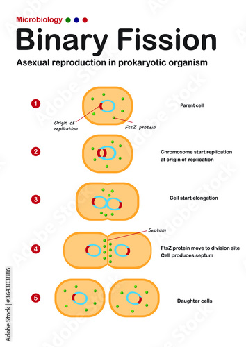 Microbiology Diagram Show Step Of Binary Fission In Asexual Reproduction Of Prokaryote Organism