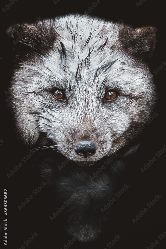 The head of a blue Arctic Fox on a black background. Portrait of a rare ...