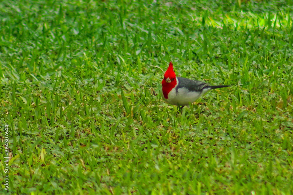 Foto de Canario en el jardín, ave hermosa, sus colores y contrastes ...