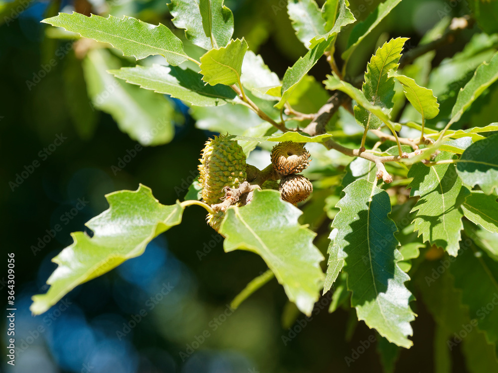 Foto de (Quercus cerris) Chêne chevelu ou chêne de Bourgogne au ...
