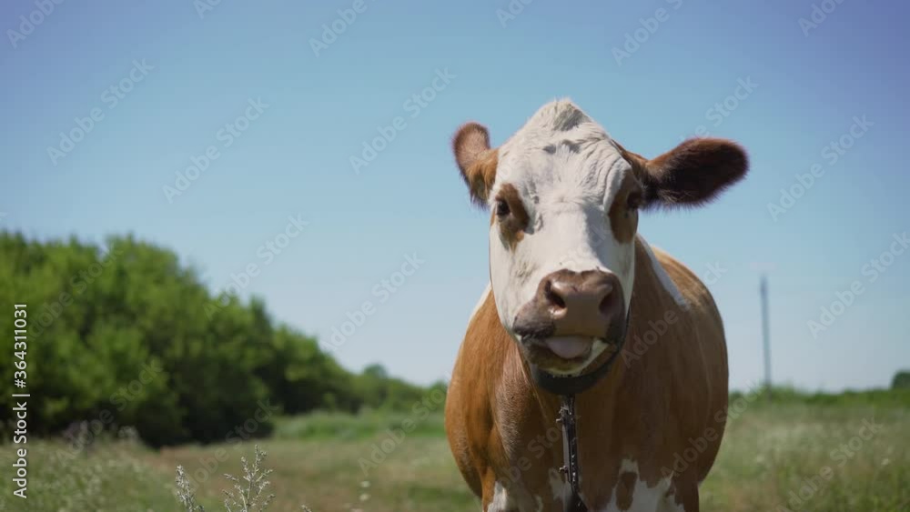 Red face of a cow close-up. The cow looks in the frame, and then begins ...
