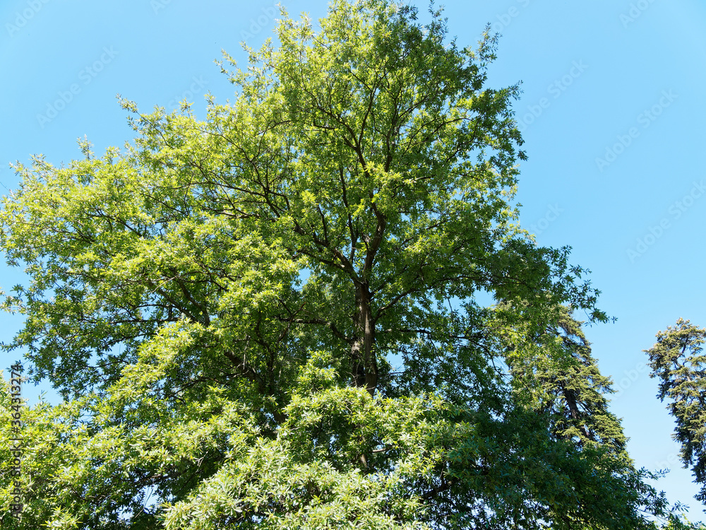 Houppe du Quercus cerris ou chêne chevelu au feuillage vert sombre sous ...
