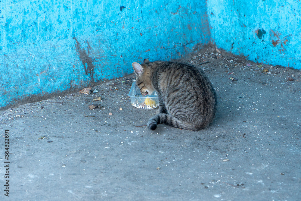 Tabby cat eating on asphalt near blue concrete wall of apartment ...