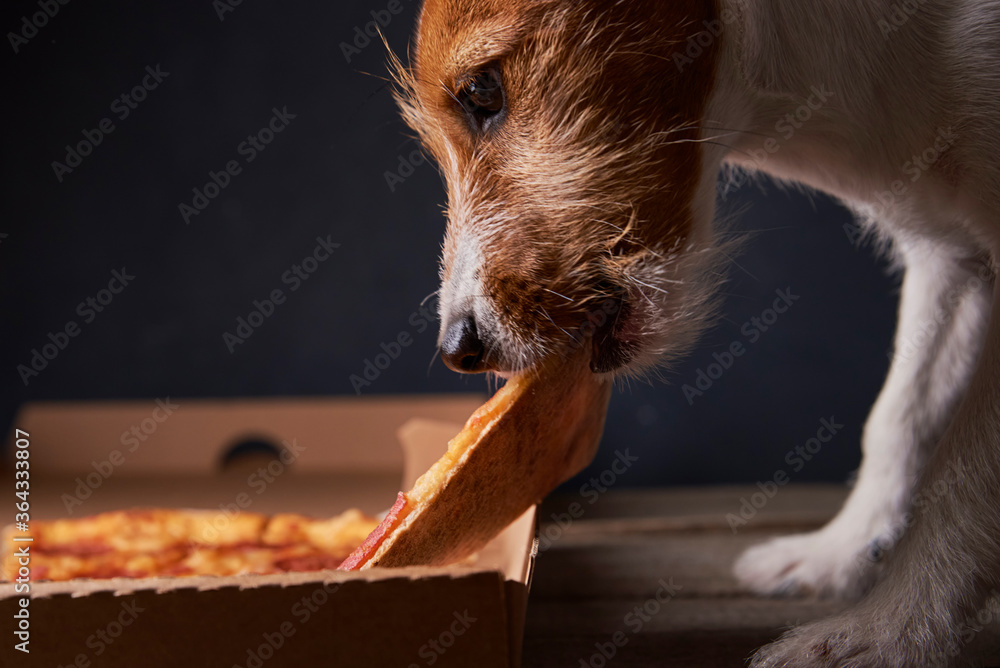 Jack russell terrier puppy eat pizza. Unhealthy food and dog. Pet ...