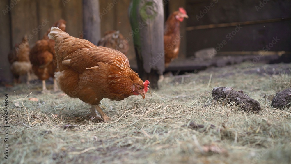 The chicken is getting ready for bed. Chickens in the chicken coop ...