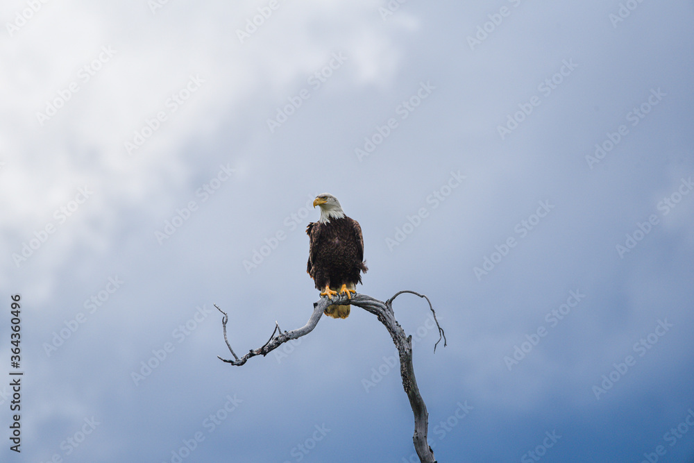 Amazingly beautiful Bald Eagle perched on a dead tree with blue sky ...