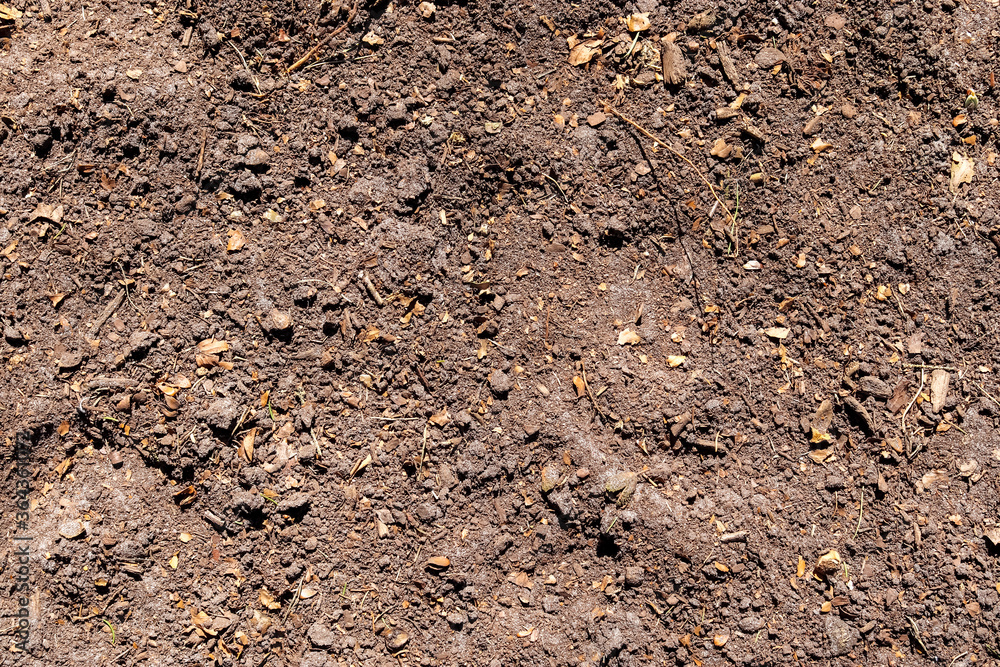 Detailed close up view on a forest ground texture with moss and ...