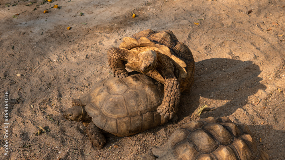 .The process of mating turtles in the zoo. Breeding turtles around the ...
