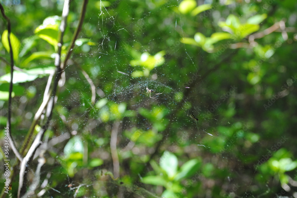 Orb weaver spiders spinning their webs that glisten and shimmer in the ...