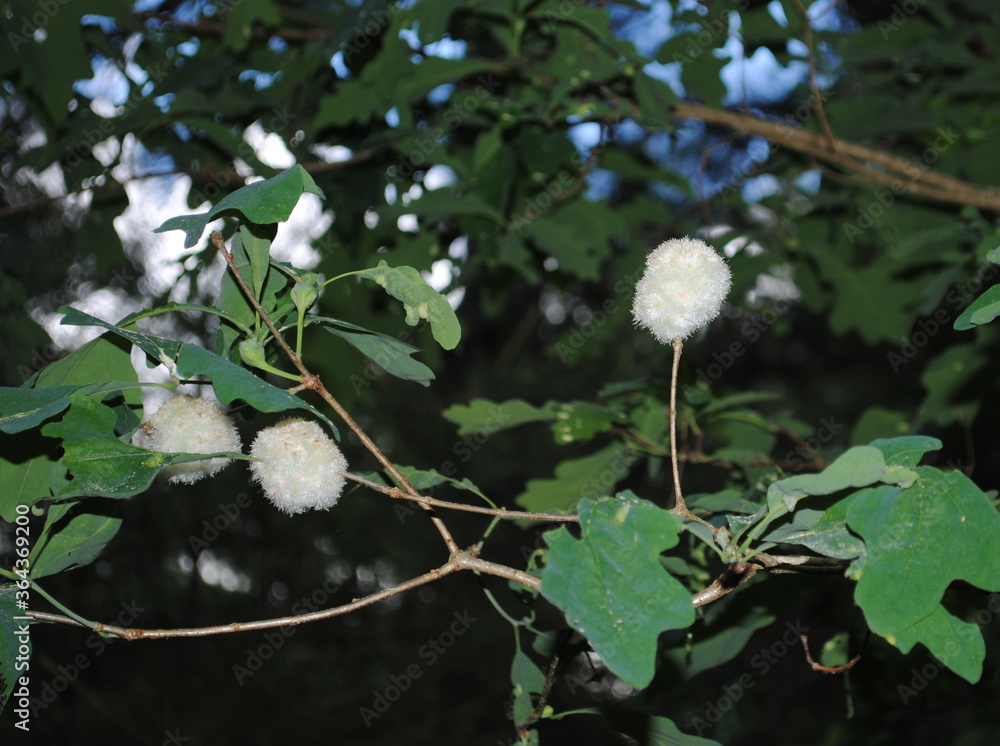 Wool-sower galls made by the Cynipid gall wasp or Callirhytis seminator ...