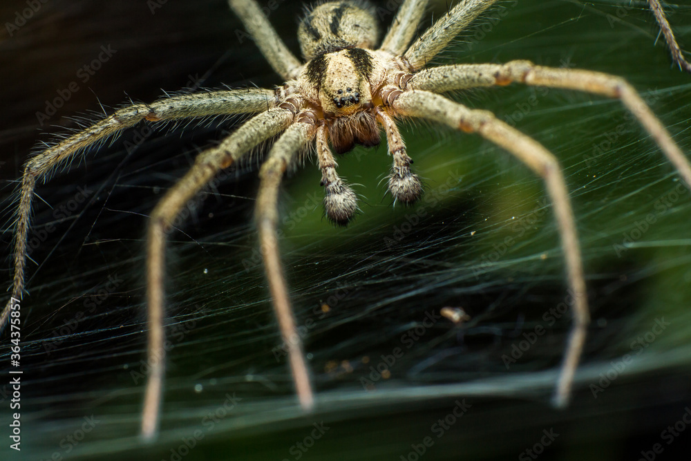 Labyrinth spider (Agelena labyrinthica), from the family of funnel ...