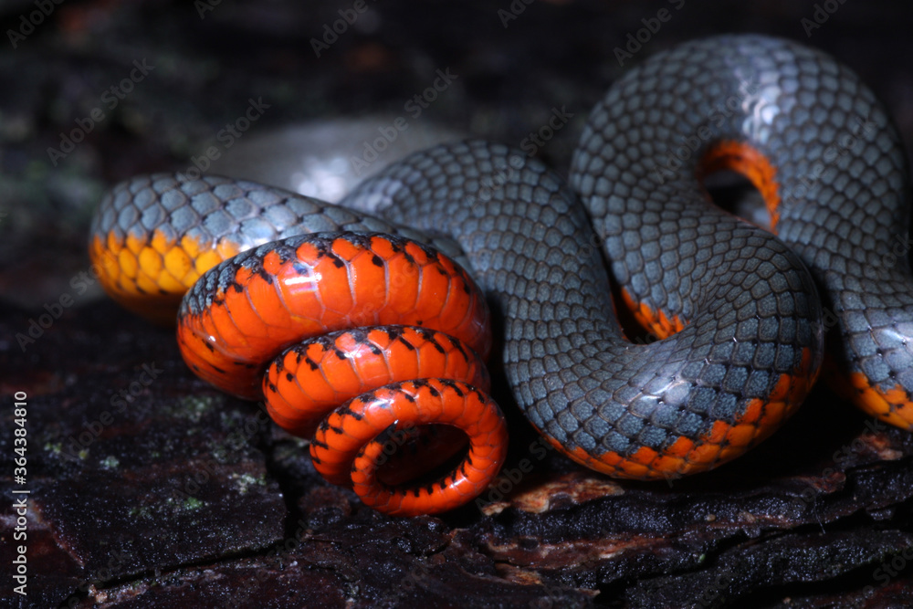 Coiling tail showing off red color on the underside. Pacific Ringneck ...