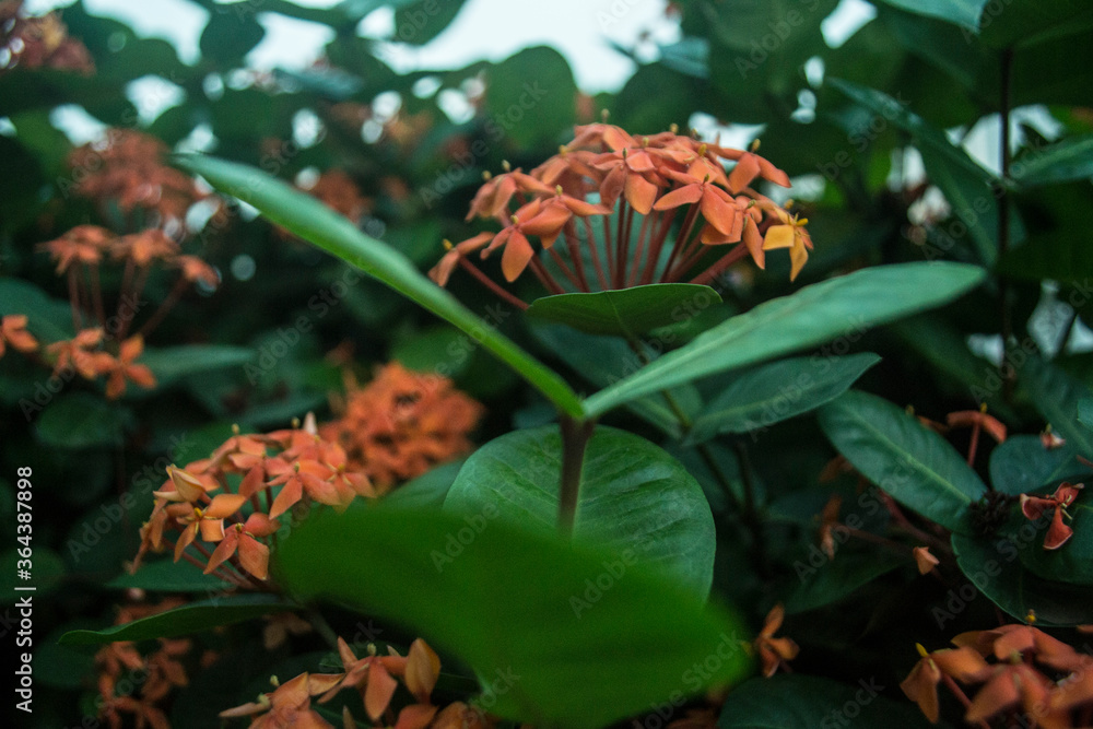 Soka flower red, Southeast Asian topical flower Stock Photo | Adobe Stock