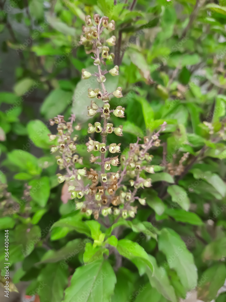 Holy basil flower close up image with green background of holy basil ...