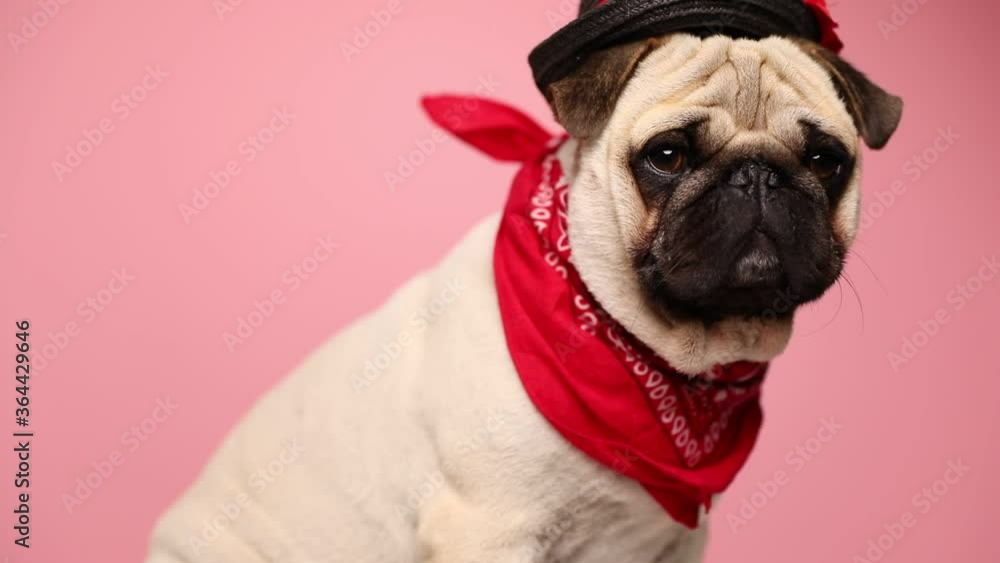 side view of a cute small pug dog wearing a red bandana and a black hat ...