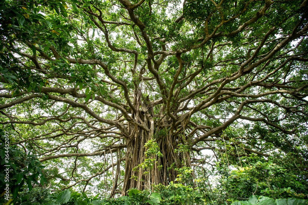 Big tropical gajumaru tree Stock Photo | Adobe Stock