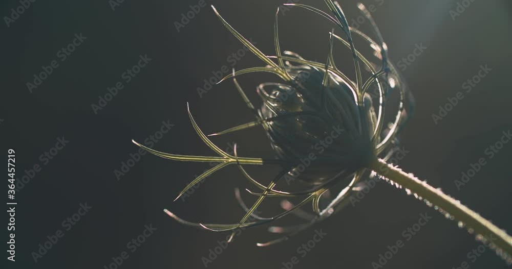 Cicuta virosa, the cowbane or northern water hemlock (Cicuta virosa) is ...