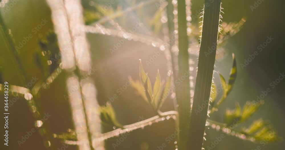 Cicuta virosa, the cowbane or northern water hemlock (Cicuta virosa) is ...