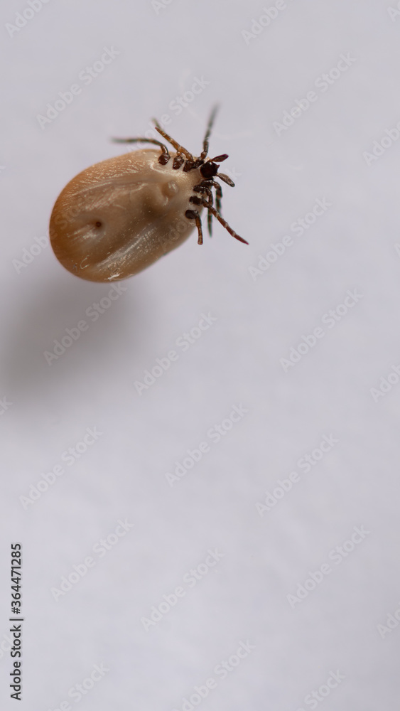tick with black legs on a white background Lyme disease Stock Photo ...