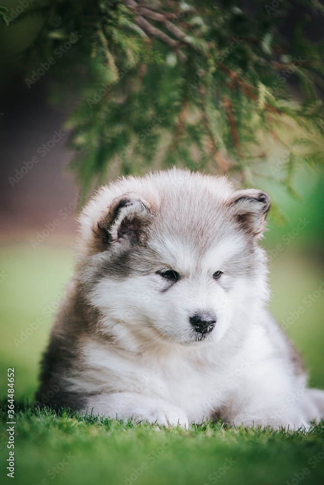 Fluffy Malamute Puppies Alaskan Malamute Puppies Animal Kingdom