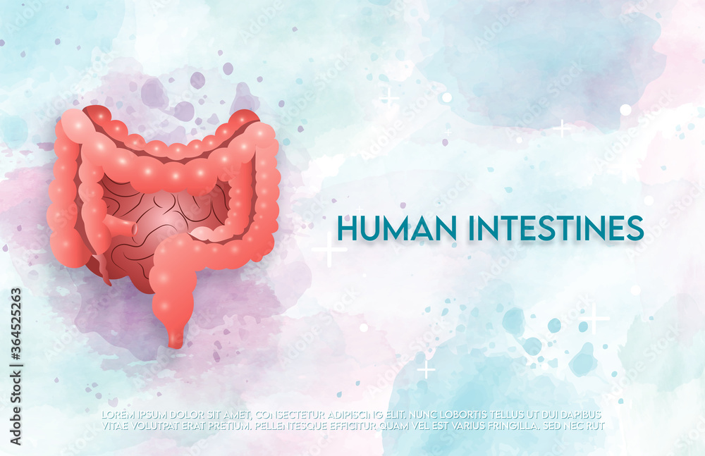 Human intestines and treatment watercolor style. A concept hospital for ...