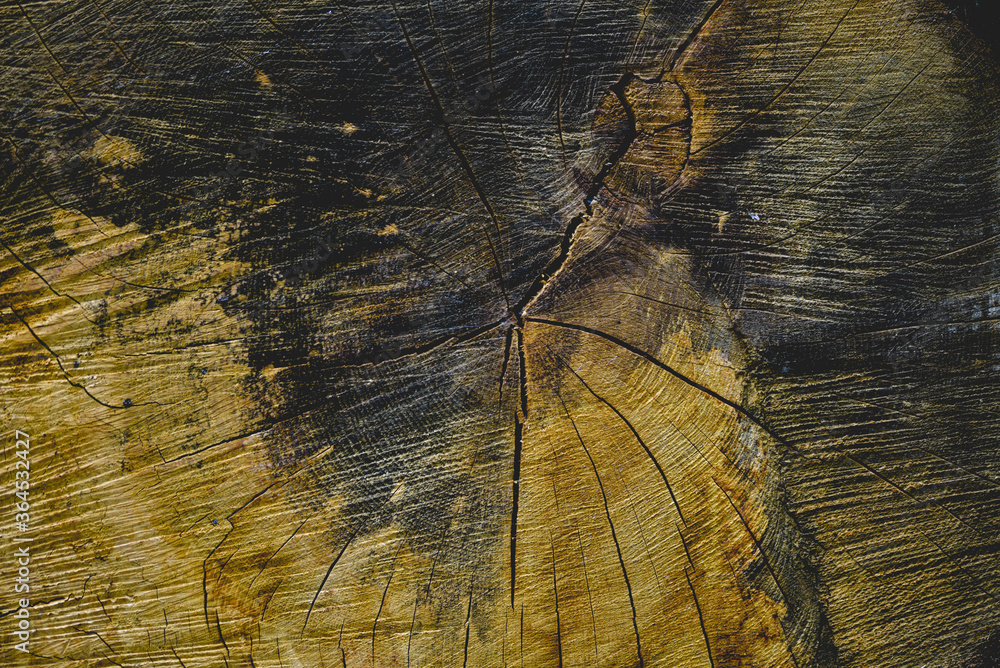 structure of a tree cut down in the forest Stock Photo | Adobe Stock