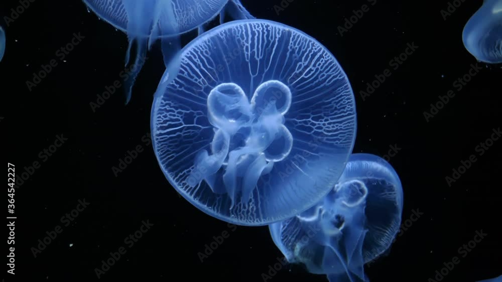 Close up of Jelly blubber jellyfish (Blue blubber jellyfish or ...