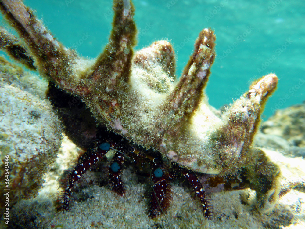Hermit crab peeking out from a large conch shell covered in algae Stock ...