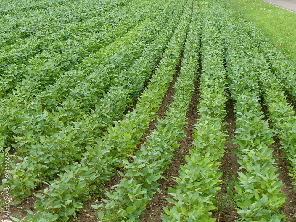 The soybean or soya bean (Glycine max) is a species of legume native to ...