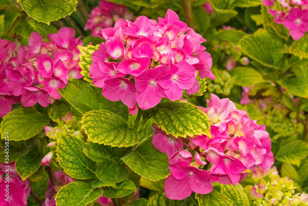 Flowers on a Hydrangea Macrophylla growing in Friuli, Italy. Also known as Hortensia, Pink ...