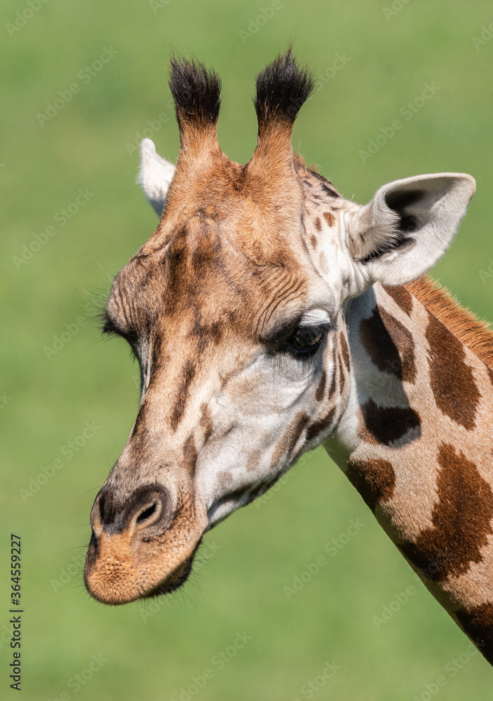 Spotted muzzle of giraffe in field on sunny weather in savanna in ...