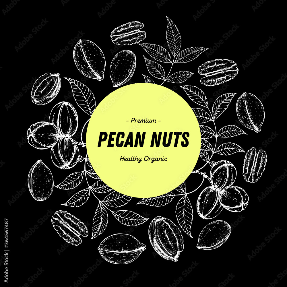 Pecan nuts hand drawn sketch. Pecan label, logo. Nuts vector ...