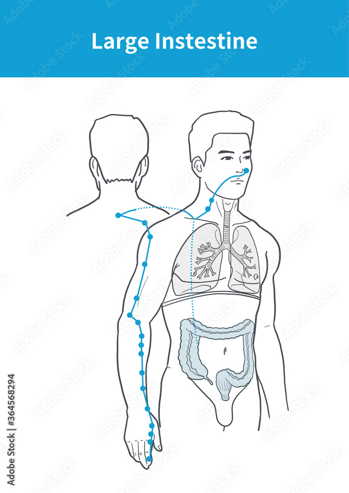 Poster large intestine meridian illustration – Wall Art | UkPosters
