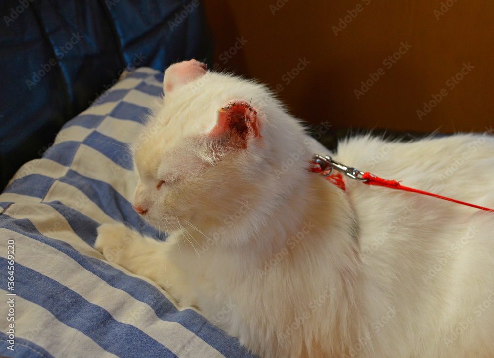 An 11 year old white male cat recovers from surgery at home for ear ...