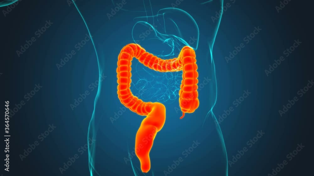 Large Intestine 3D Illustration Human Digestive System Anatomy Stock ...