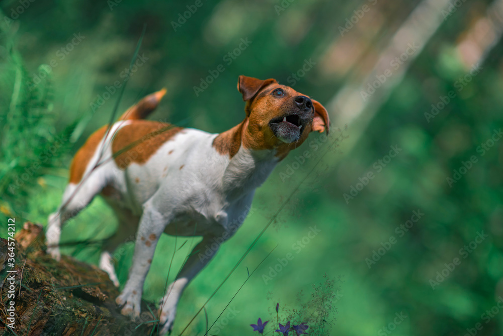 Jack Russell Terrier is standing on a stump in the forest. Photographed ...