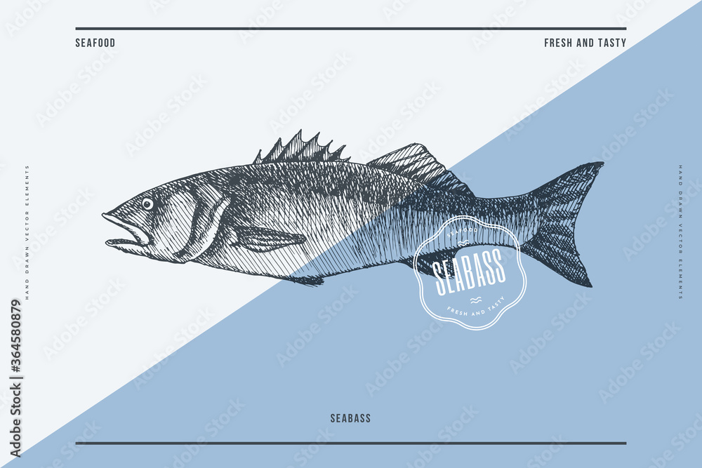 Hand-drawn seabass vector illustration. Sea fish in engraving style on ...