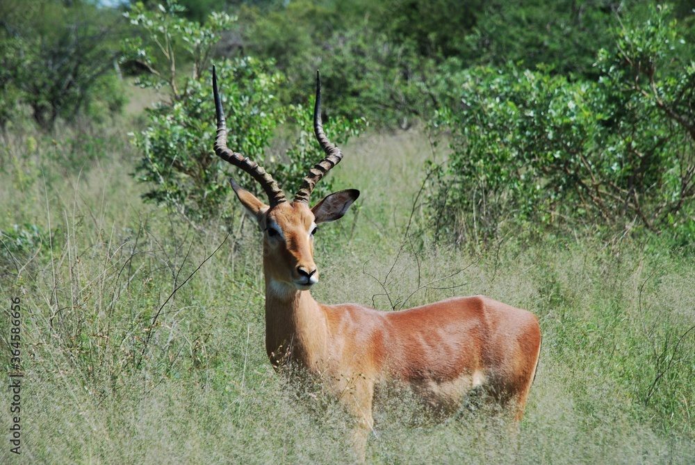 Samotna antylopa (antilopinae) w Parku Narodowym Mana Pools w Zimbabwe ...
